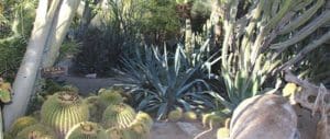 Moorten Botanical Gardens - Palm Springs Attractions - PalmSprings.com
