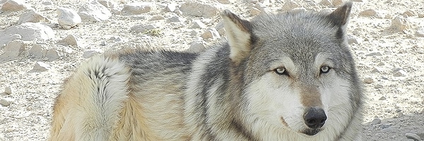 Wolf Mountain Sanctuary - PalmSprings.com